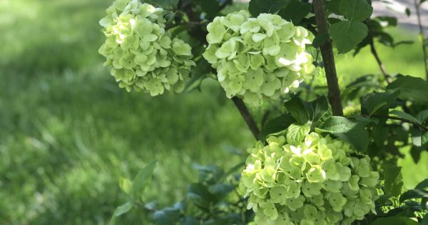 Life in the Time of Corona: Keith Meacham on a Grandmother’s… – Bacon ...